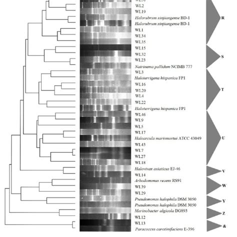 UPGMA Dendrogram For The Rep PCR Data Calculated Using The Jaccard
