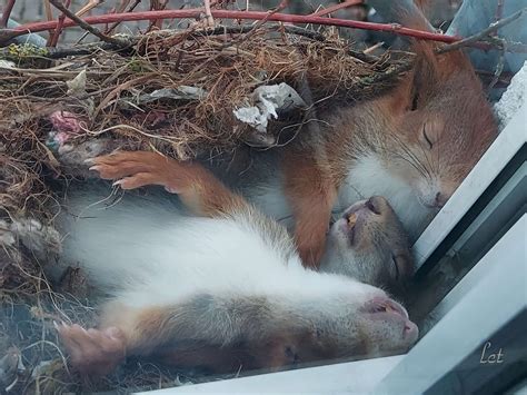 Man Wakes Up To Find Tiny Squirrels Adorably Sleeping Outside His Window