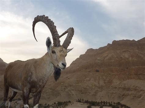 Touring With Madeleine Did You Know Nubian Ibex