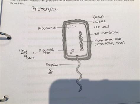 Prokaryotes And Eukaryotes Flashcards Quizlet