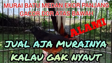 Murai Batu Medan Gacor Dor Atas Bawah Full Masteran Pancingan Bunyi