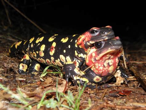 ¿cuántas Subespecies De Salamandra Común Hay En La Península Ibérica