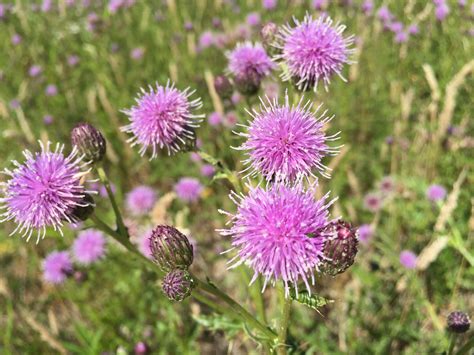 Noxious Weeds Snohomish County Wa Official Website