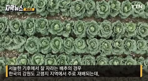 지구야 미안해 기후위기로 김치가 사라질수도 있다고 Daum 카페