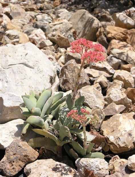 Crassula Perfoliata L Plants Of The World Online Kew Science