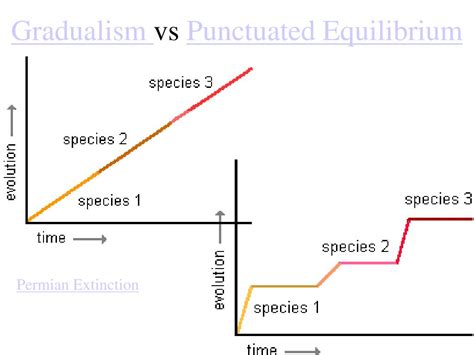 Gradualism Vs Punctuated Equilibrium Venn Diagram Gradualism
