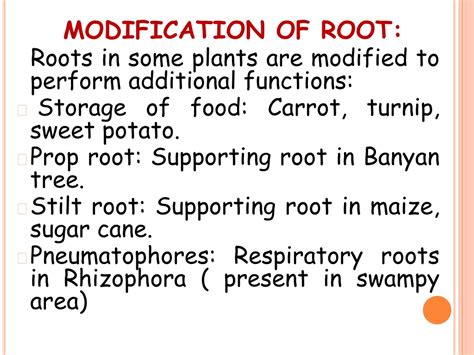Ppt Understanding Plant Morphology And Functions Powerpoint