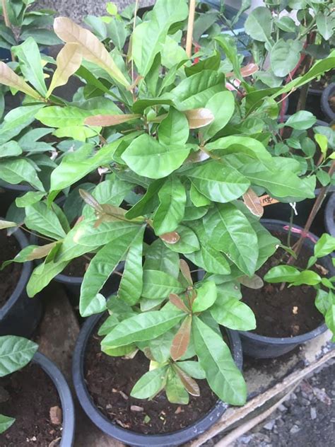 ธีธัชฟาร์ม จำหน่ายต้นพันธุ์ ต้นมิราเคิล หรือ