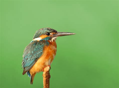 Kingfisher Free Stock Photo Public Domain Pictures