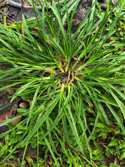 Bare Grass On The Ground Bright Green Stock Image Image Of Floral
