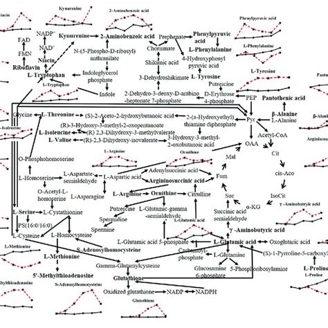Metabolic Pathway Of Fungal Amino Acids And Changes In Differential