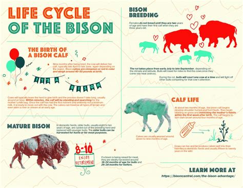 Animal Husbandry Durham Bison Ranch