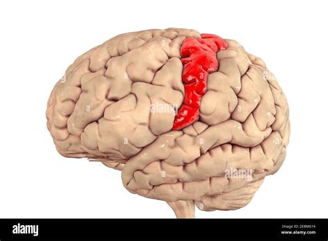 Precentral Gyri Cut Out Stock Images And Pictures Alamy