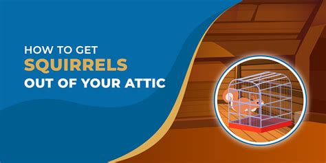 How To Get Rid Of Squirrels In The Attic Attics And More