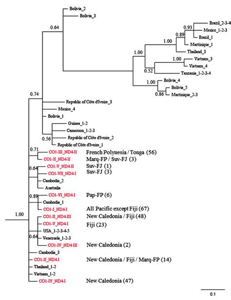 phylogenetic tree obtained with a bayesian inference of concatenated