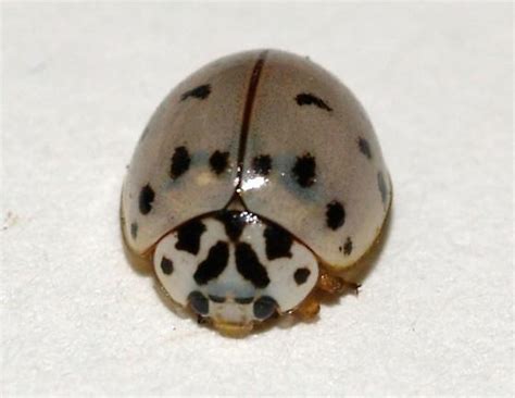 Ashy Gray Lady Olla V Nigrum Bugguide Net