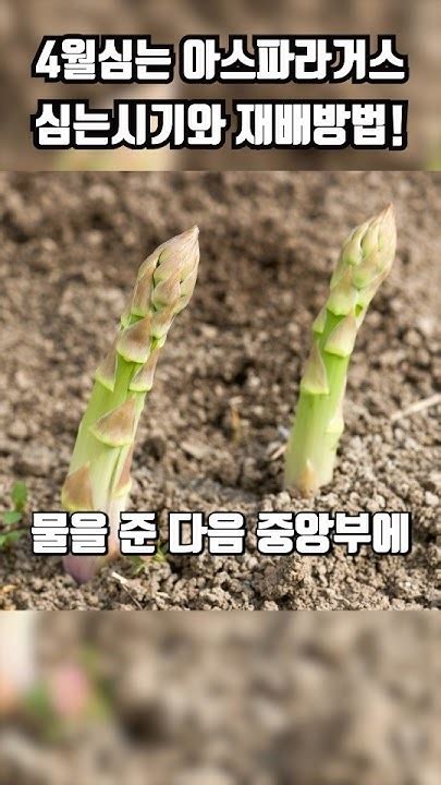 아스파라거스 재배법 심는시기 심는방법 4월에 심는작물 Youtube