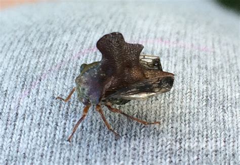 Treehopper Whats That Bug