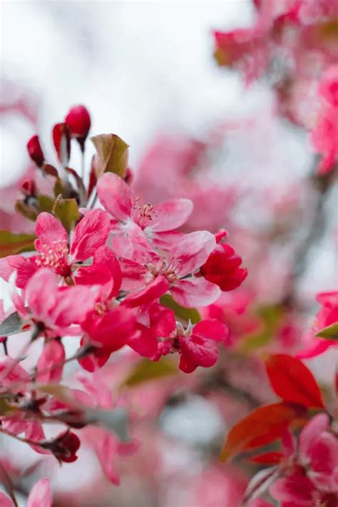 Stunning Pink Flowering Trees To Transform Your Garden