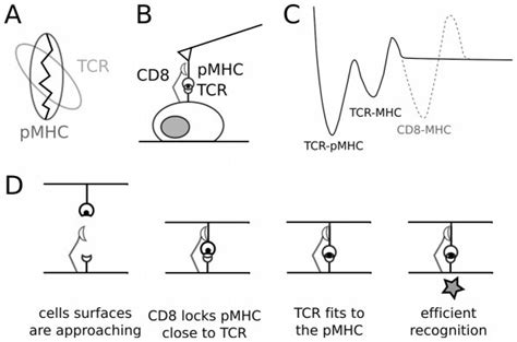 A Schematics Of The Optimal Configuration Of Tcr Pmhc Recognition Download Scientific