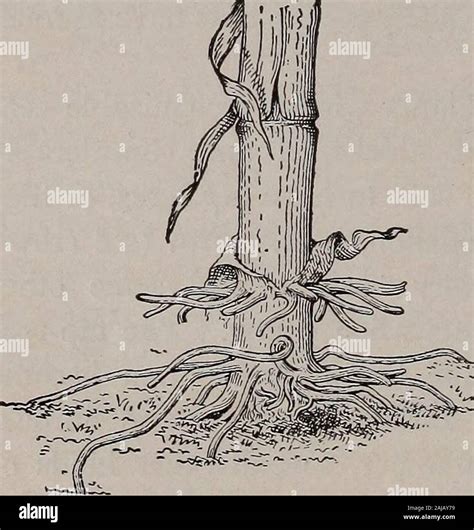 Fibrous Root System Hi Res Stock Photography And Images Alamy