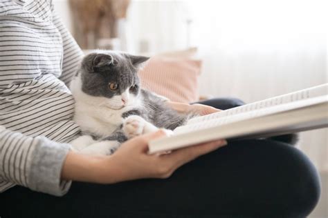 Cats Do Bond With People Mind Matters
