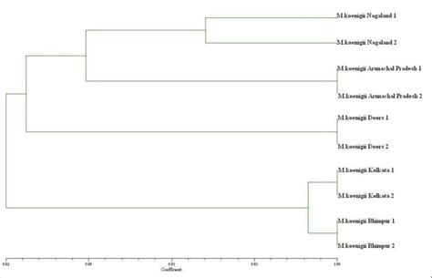 aflp analysis based phylogenetic tree showing clustering of murraya