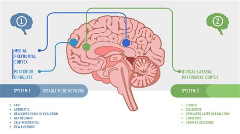 Our Two Brains And Decision Making — Dr Jud