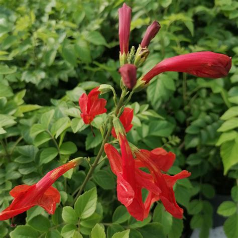 Tecoma Capensis Red Tecoma The Cape Honeysuckle Tecoma Capensis