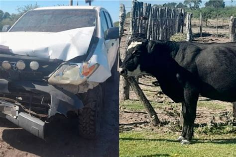 Conductor De Una Camioneta Chocó A Un Novillo La Semana Entre Dos Ríos