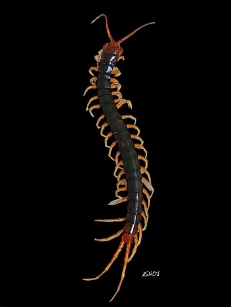 Chinese Red Headed Centipede Asnoj Soroño Ponce Centipede Silly