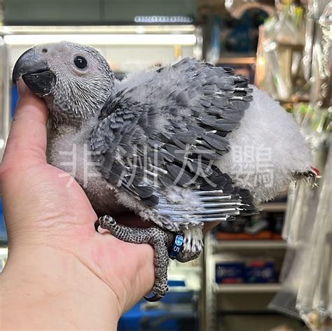 非洲灰鸚 悠悠寵物生活館