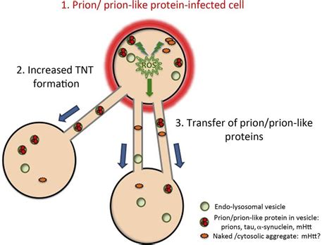 Model Of Prion Like Protein Aggregate Induced Formation Of Tnts And Download Scientific Diagram