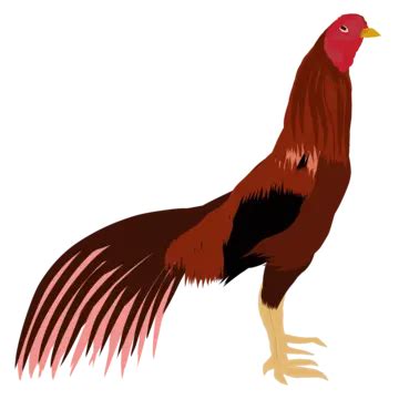 Gallos De Pelea PNG Vectores PSD E Clipart Para Descarga Gratuita