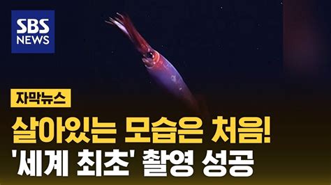 살아있는 모습은 처음희귀 심해 오징어 포착 성공 자막뉴스 Sbs Youtube
