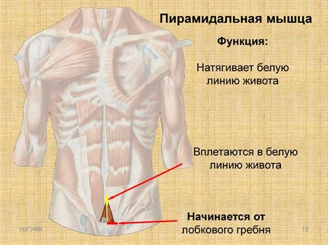 Миология Мышцы живота диафрагма презентация онлайн