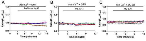 Lysosomal Ca 2 Responses Depend On Lysosomal Ca 2 Content And Trpml1