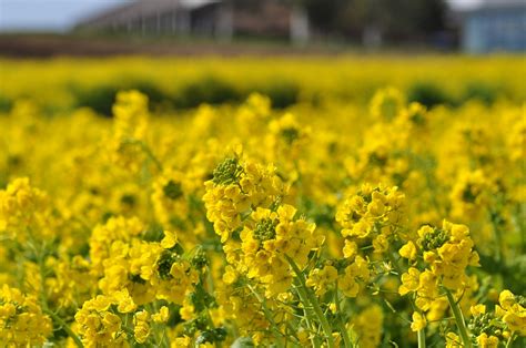 あわじ花さじき ここ数日、朝一前日の雪が残るあわじ花さじき。 園内、芝や通路が滑りやすくなっています。 散策の際は、足元に十分気をつけて