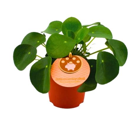 Pilea Peperomioides Pot De 105 Cm