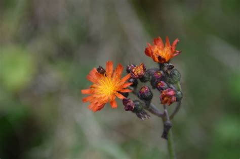 Orange Hawkweed Invasive Species Council Of British Columbia