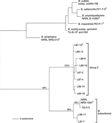 A Maximum Parsimony Phylogeny Of Bacillus Species Based On A Composite Download Scientific