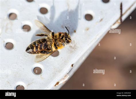 Near The Hive Entrance A Lifeless Bee Lies Motionless Its Tiny Body A