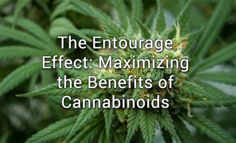 Entourage Effect Maximizing The Benefits Of Cannabinoids