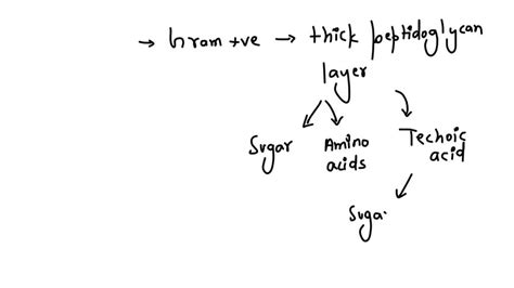 Solved Gram Positive Cell Wall Contains A Glycopolymer That Links The