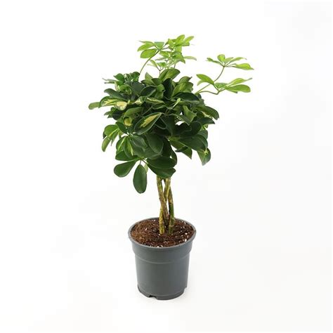 Schefflera Arboricola Gold Capella Twisted Stem Foliage Plants Tates