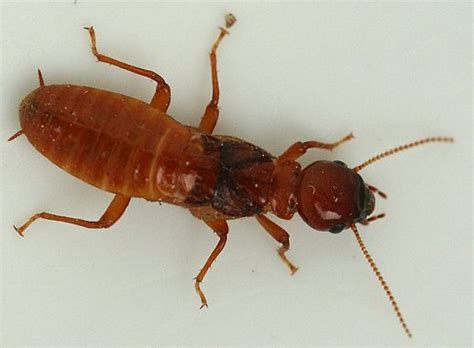 Dampwood Termites Ecocare Pest Control