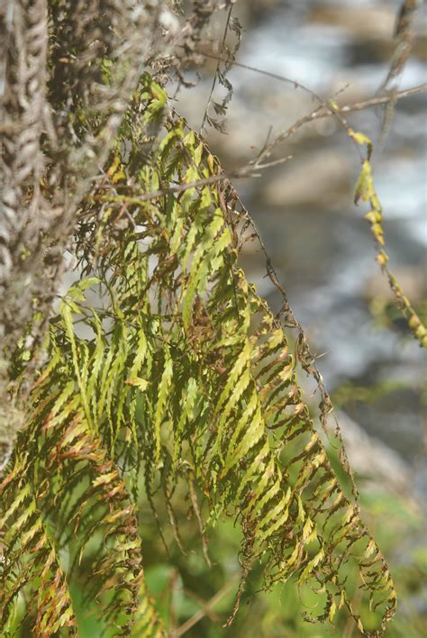 Asplenium Dissectum Ferns And Lycophytes Of The World