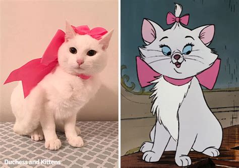 Owners Named Their Cat Duchess And Then She Gave Birth To All Of The