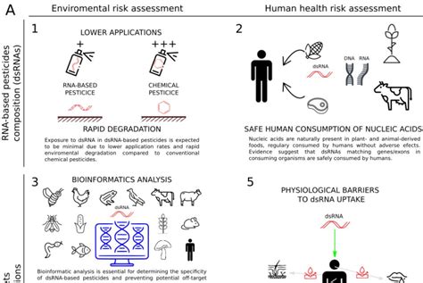 Noncoding Rnas As Tools For Advancing Translational Biology In Plants American Society Of