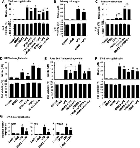 Effect Of Recombinant Orm2 Protein On Glial Activation In Culture A